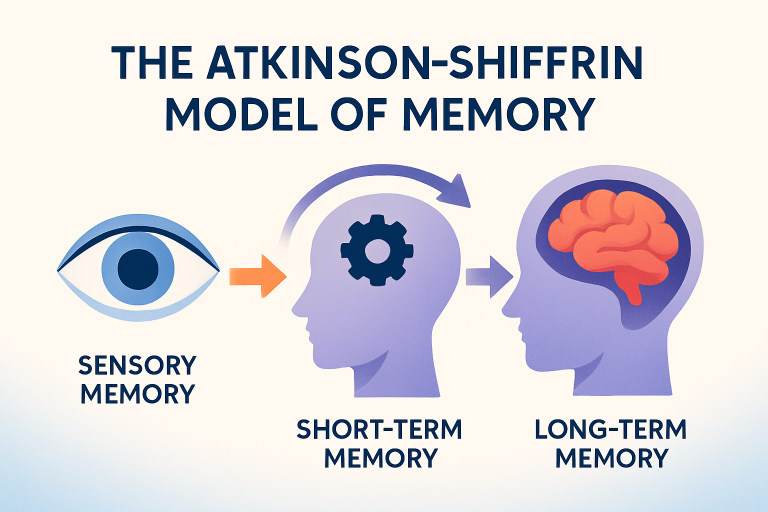 Unlocking Human Memory: The Atkinson-Shiffrin Model Explained